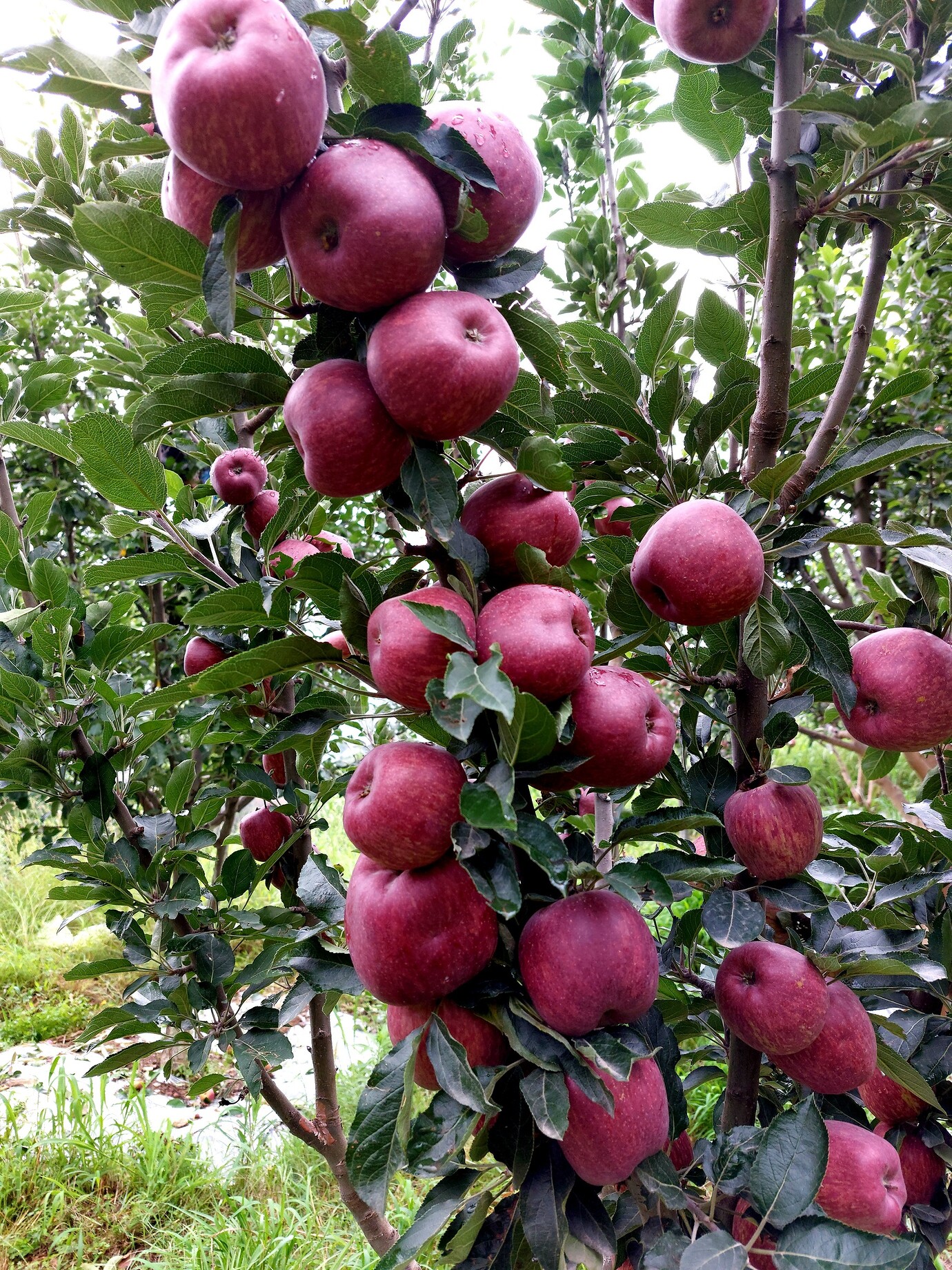 Royal Delicious...still have 10 day's to harvest - General Fruit ...