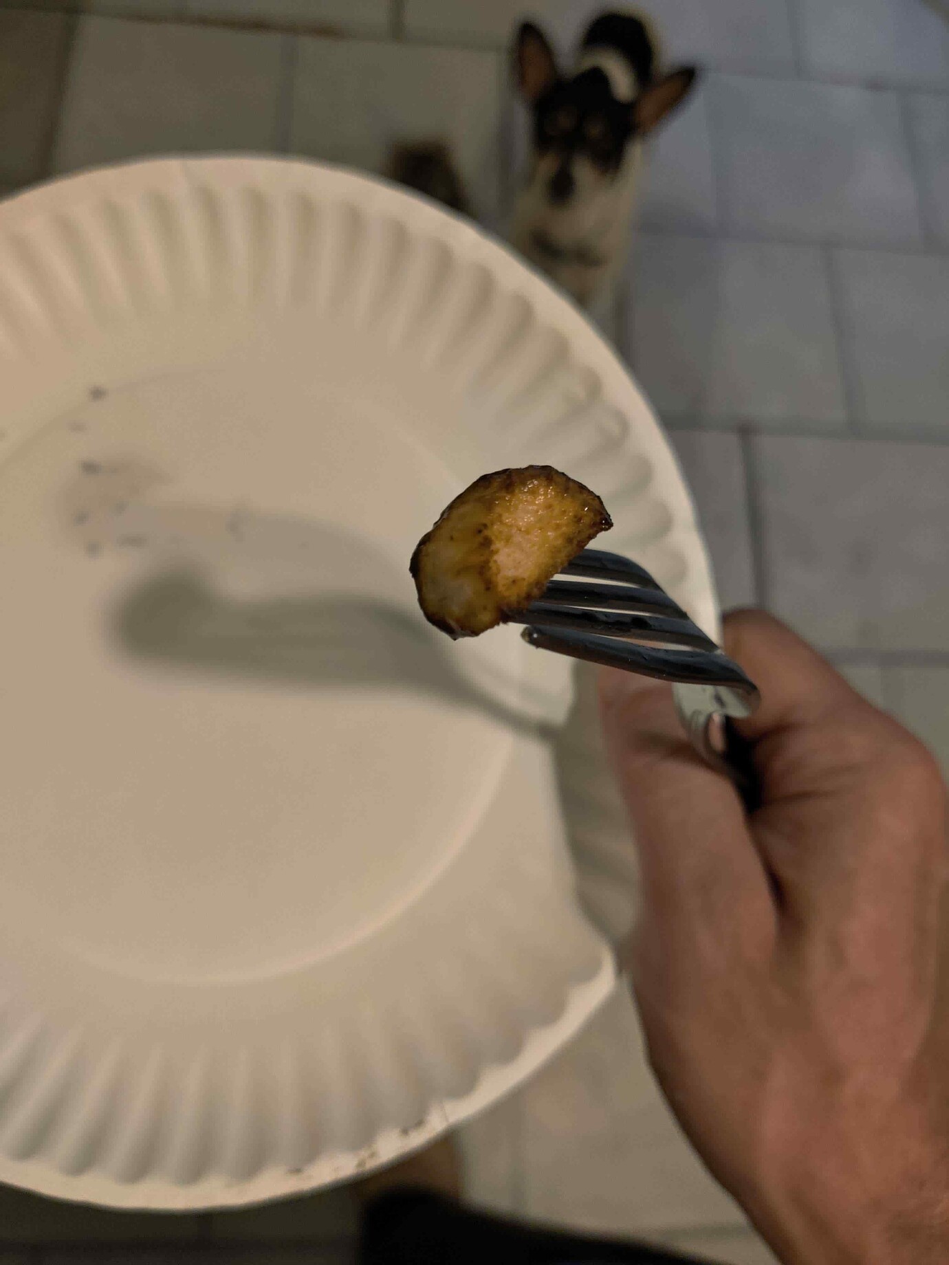 Podcast about the LSU Groundnut Project - General Gardening - Growing Fruit