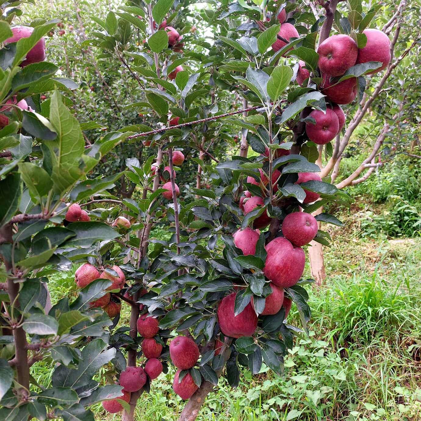 Royal Delicious...still have 10 day's to harvest - General Fruit ...