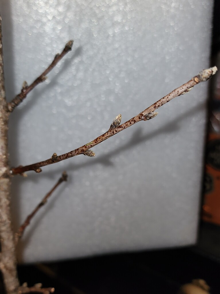 Twig Dieback - General Fruit Growing - Growing Fruit