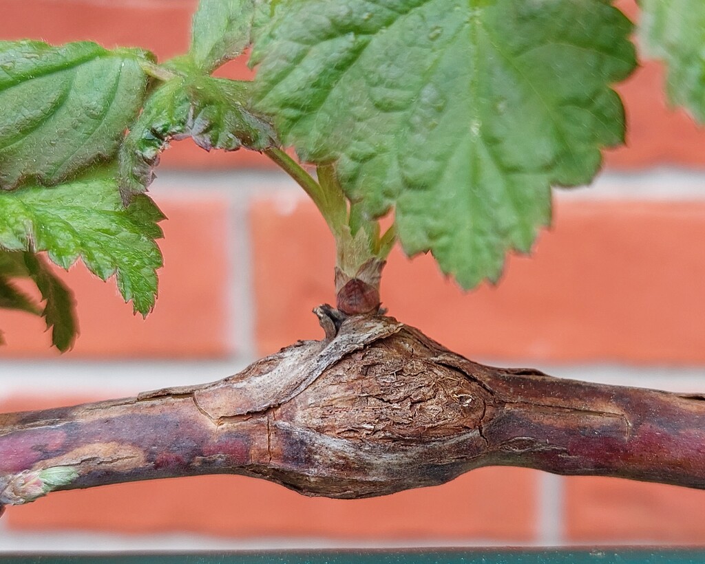 Loganberry cane (bulge) issues - General Fruit Growing - Growing Fruit