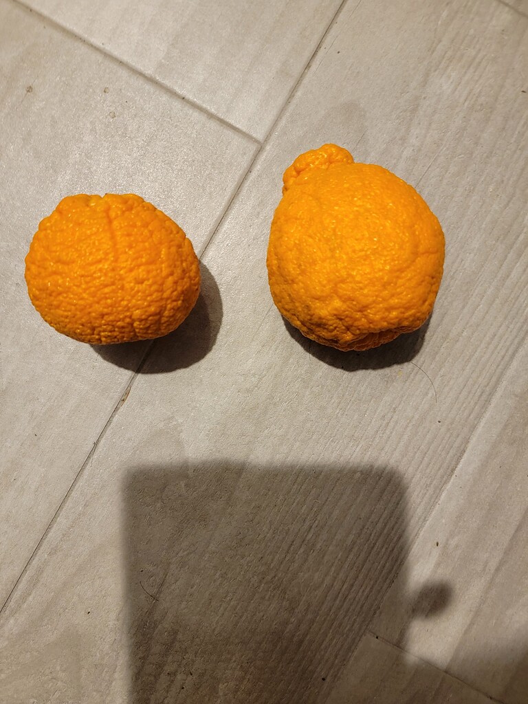 What is the name of this mandarin orange? - General Fruit Growing ...