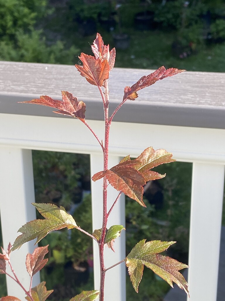 Show your funny apple leaf morphs - General Fruit Growing - Growing Fruit