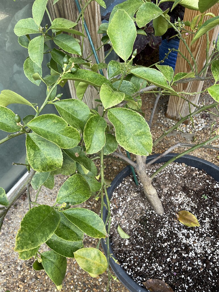 Spider mites on citrus? - General Fruit Growing - Growing Fruit