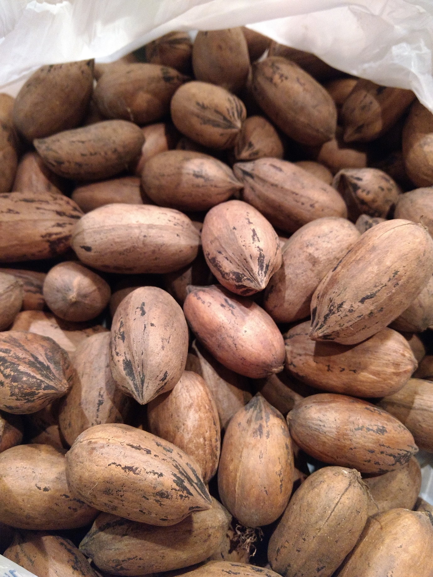 Pecan - Page 29 - General Fruit Growing - Growing Fruit