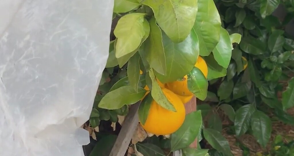 Growing citrus now in Utah - General Fruit Growing - Growing Fruit