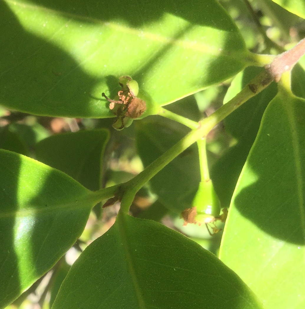 Purple Forest Guava - Psidium eugeniaefolia - General Fruit Growing ...
