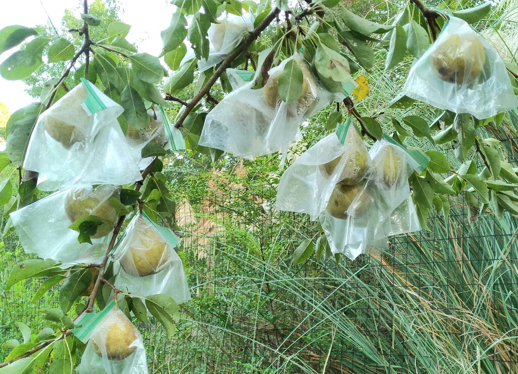 Harrow Sweet self thinning - Pictures! - Growing Fruit