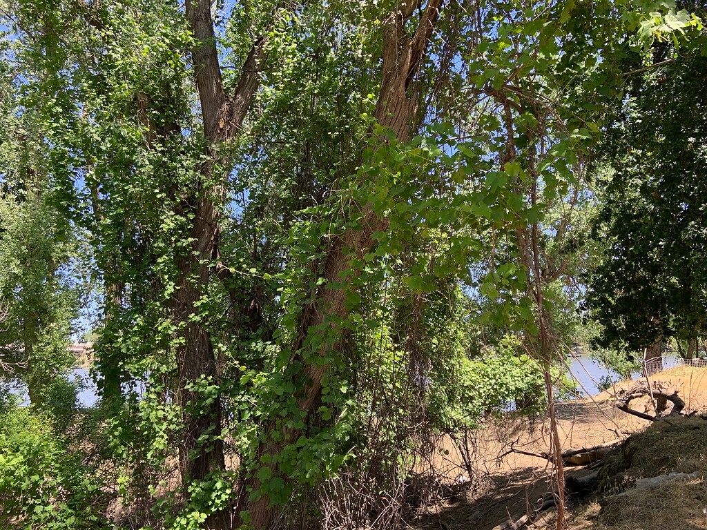 Giant Grapes vines? - General Gardening - Growing Fruit