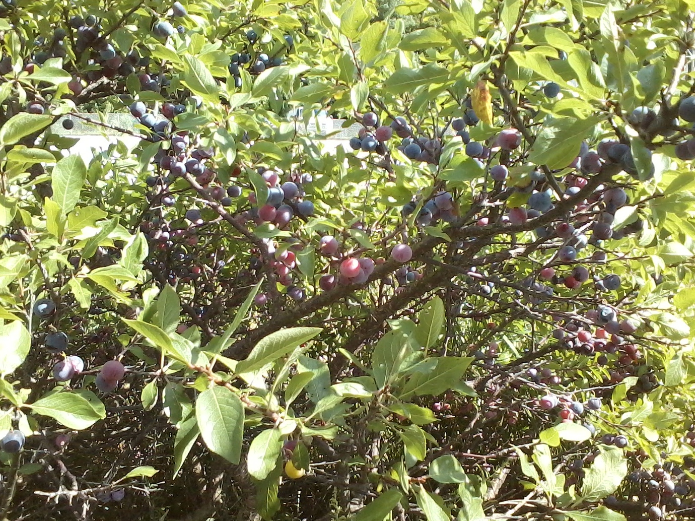 Beach plums - Page 3 - General Fruit Growing - Growing Fruit