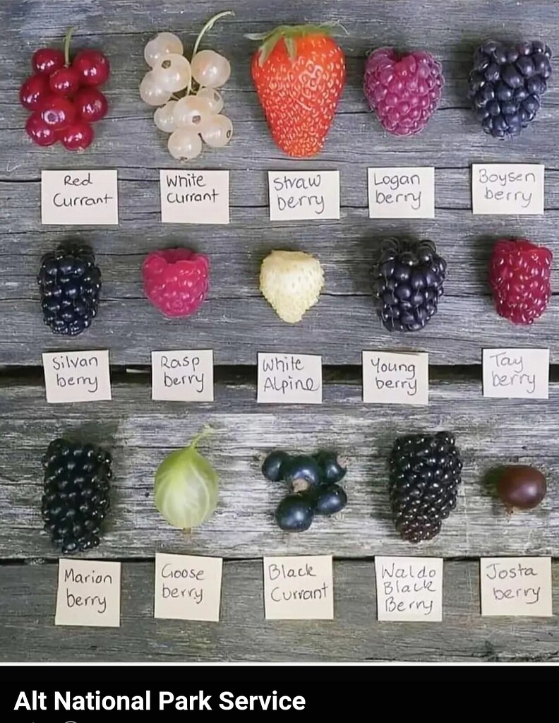 A Berries overview - General Fruit Growing - Growing Fruit