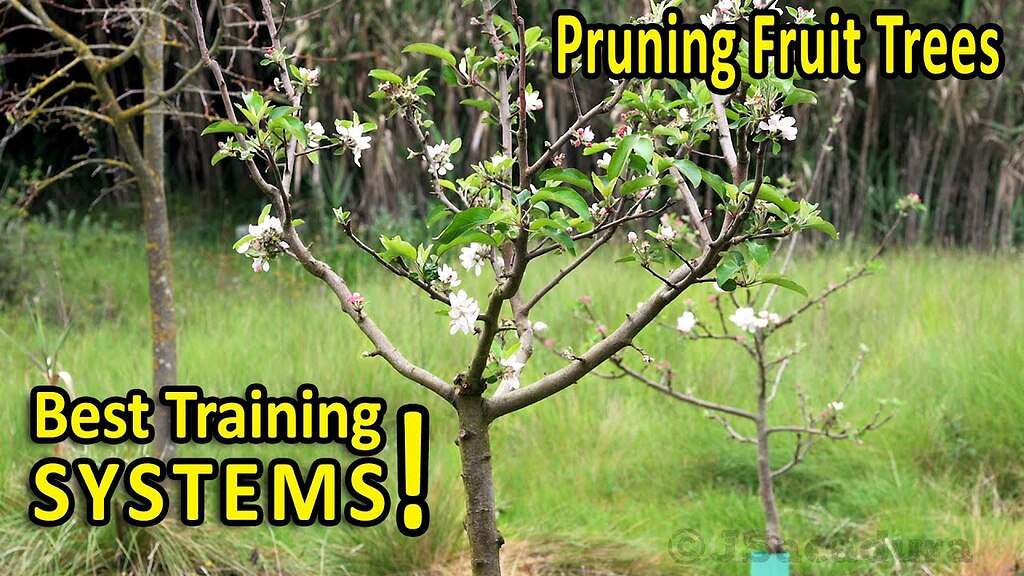 Pruning Fruit Trees Video Best Shapes For Size And Production