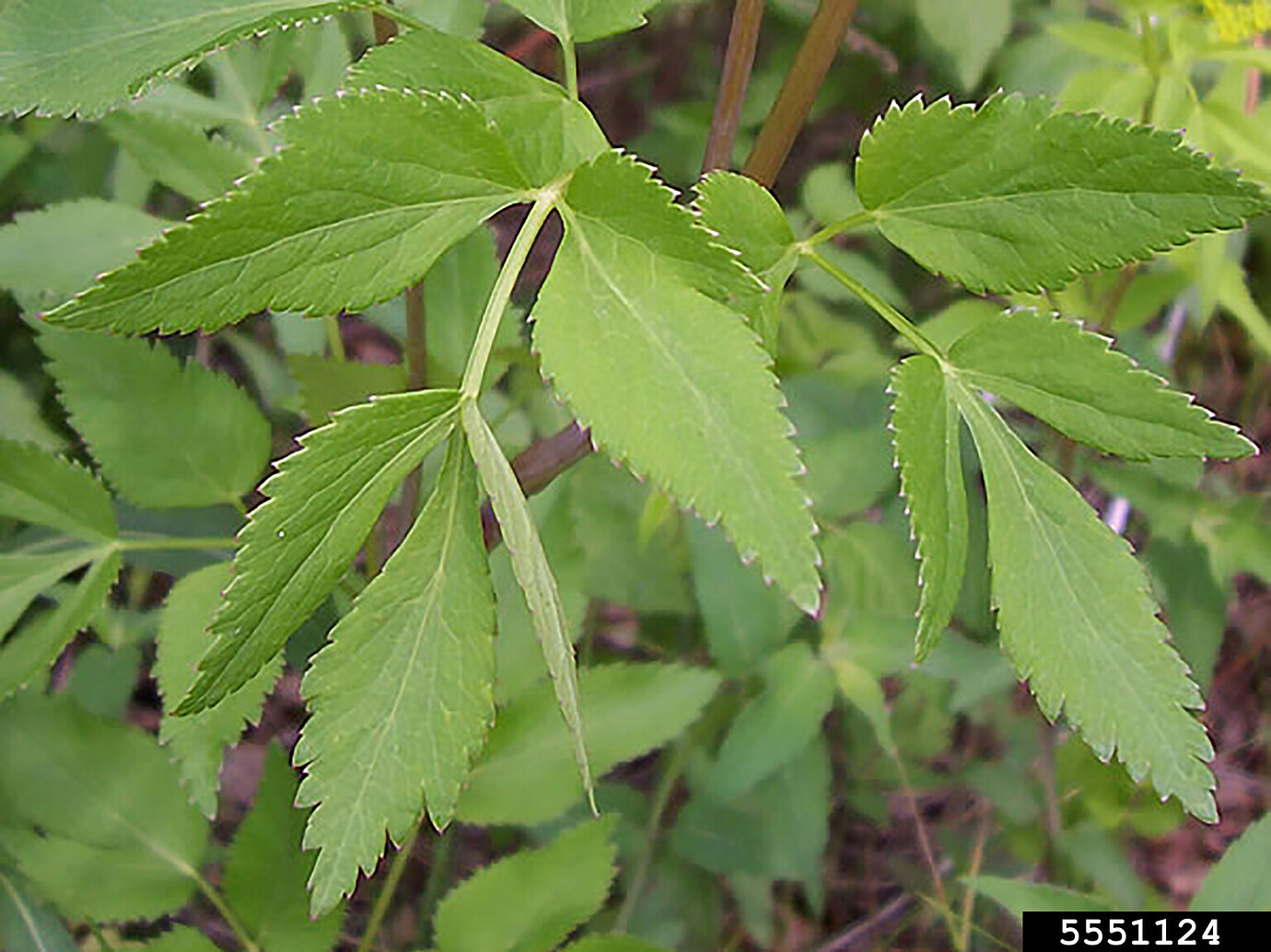 Pinnate Leaf structure example in picture Identify mint family herb ...