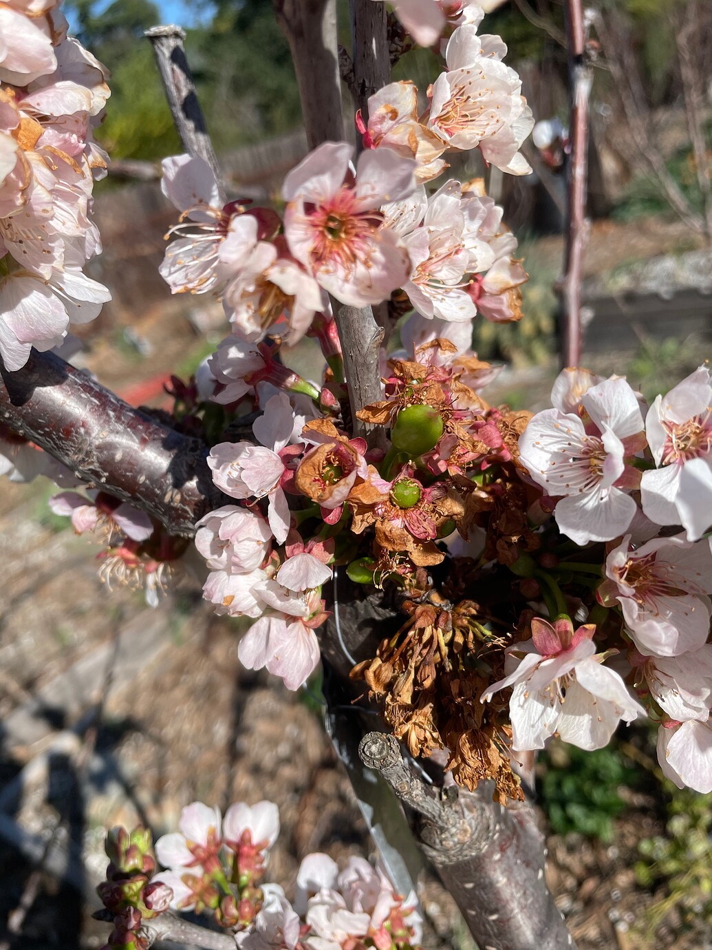 Finger pollination of cherries in southern California - General Fruit Growing - Growing Fruit