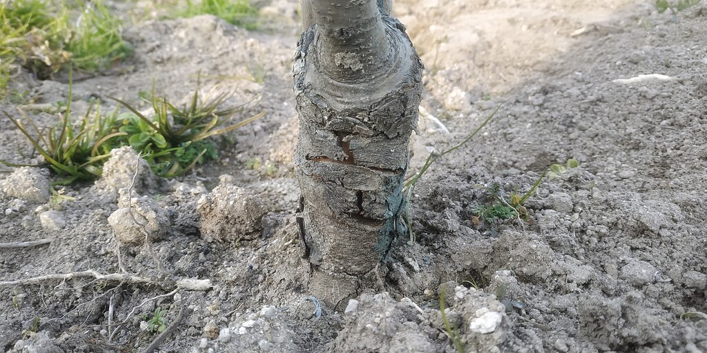 Fissures Grafting zone, rootstock MM106 - General Fruit Growing ...
