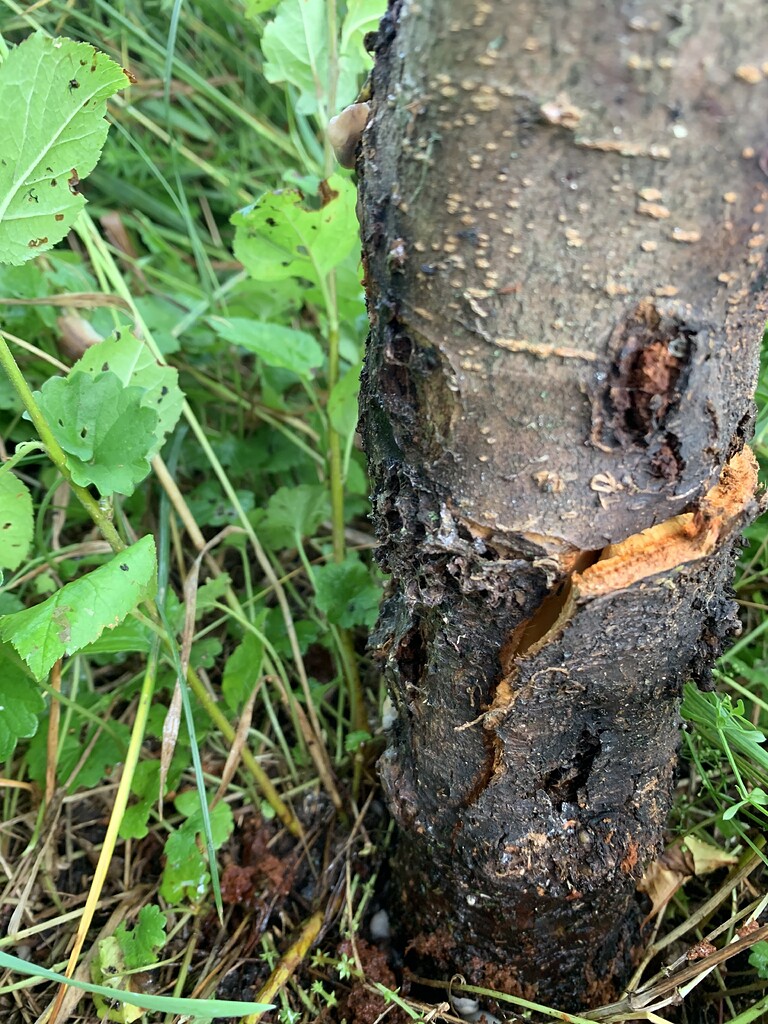 Apple Tree Split at Graft in Heavy Wind - General Fruit Growing ...
