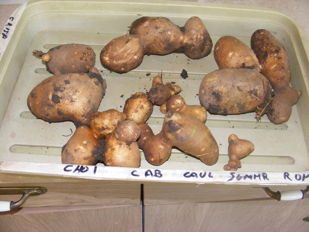 Mutant potatoes - General Gardening - Growing Fruit