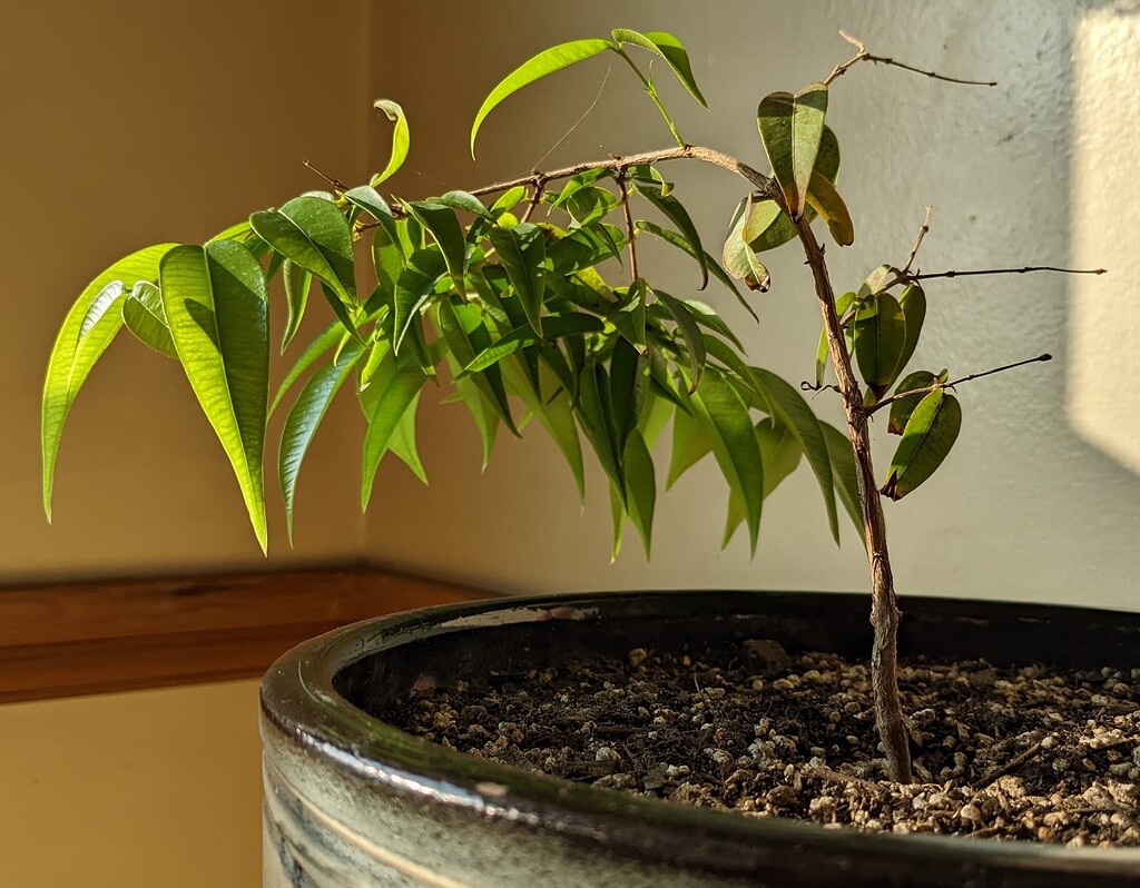 The "blue grape" jaboticaba (Myrciaria vexator) - General Fruit Growing ...