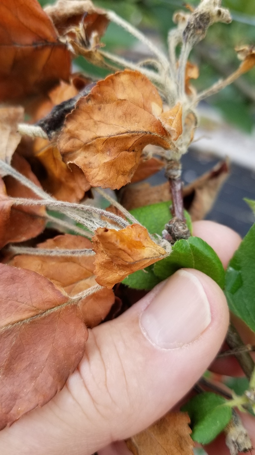 Wilted apple leaves - Please I.D - General Fruit Growing - Growing Fruit