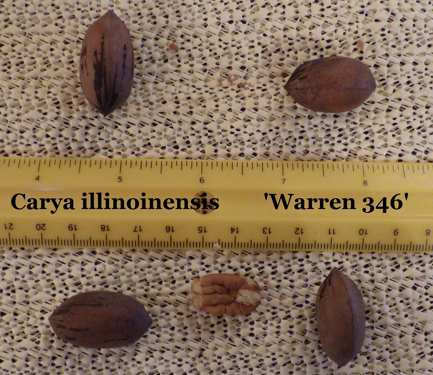 Pecan pollination chart - General Fruit Growing - Growing Fruit