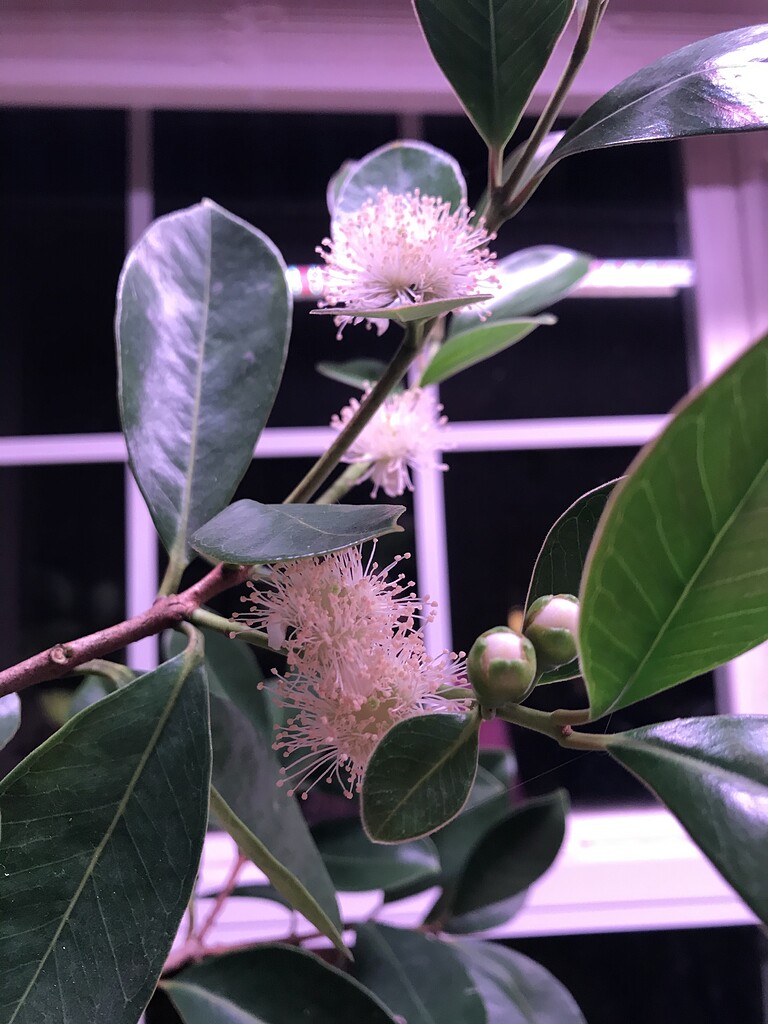 Lemon Guava Flowering - General Fruit Growing - Growing Fruit