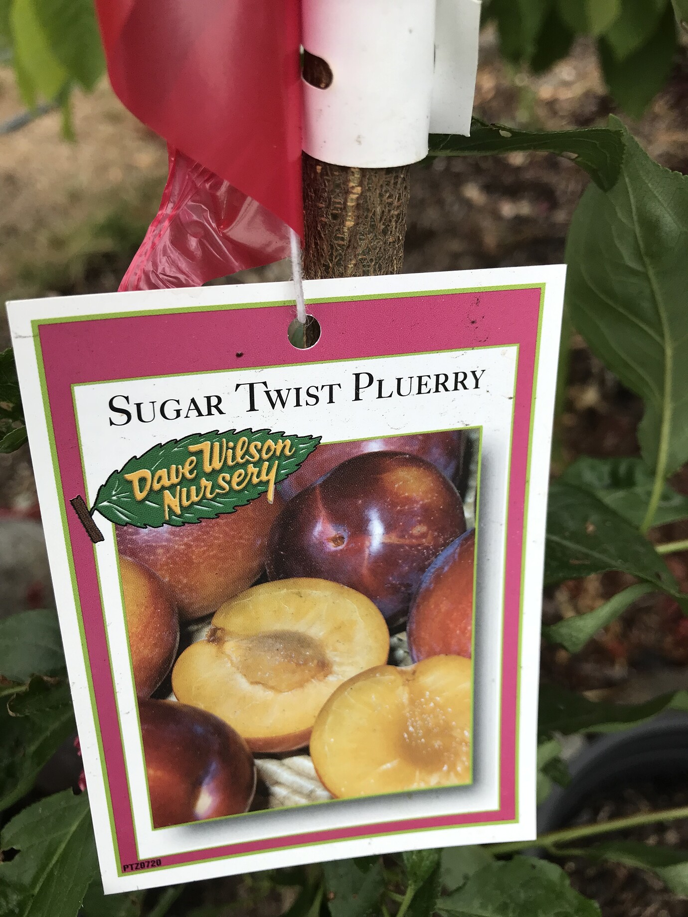 Sweet Treat Pluerry in Maritime Pacific Northwest - General Fruit ...
