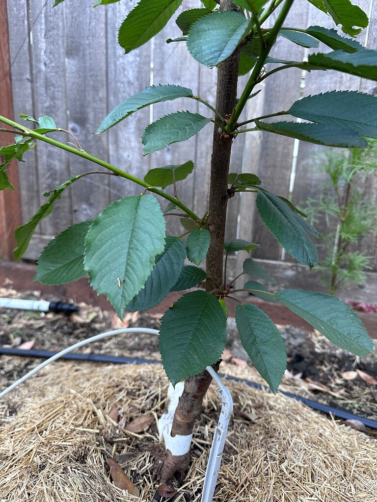 How can get these nodes on cherry tree to grow? - General Fruit Growing ...