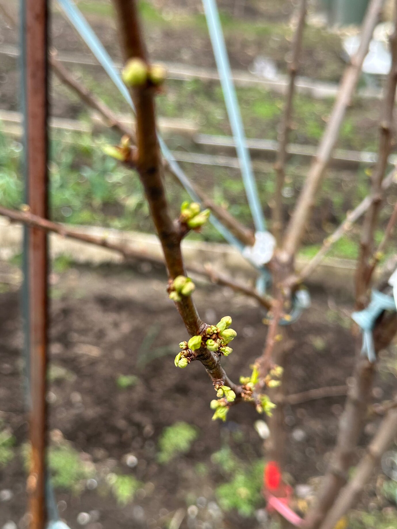Growing pluot in zone 8b PNW - General Fruit Growing - Growing Fruit