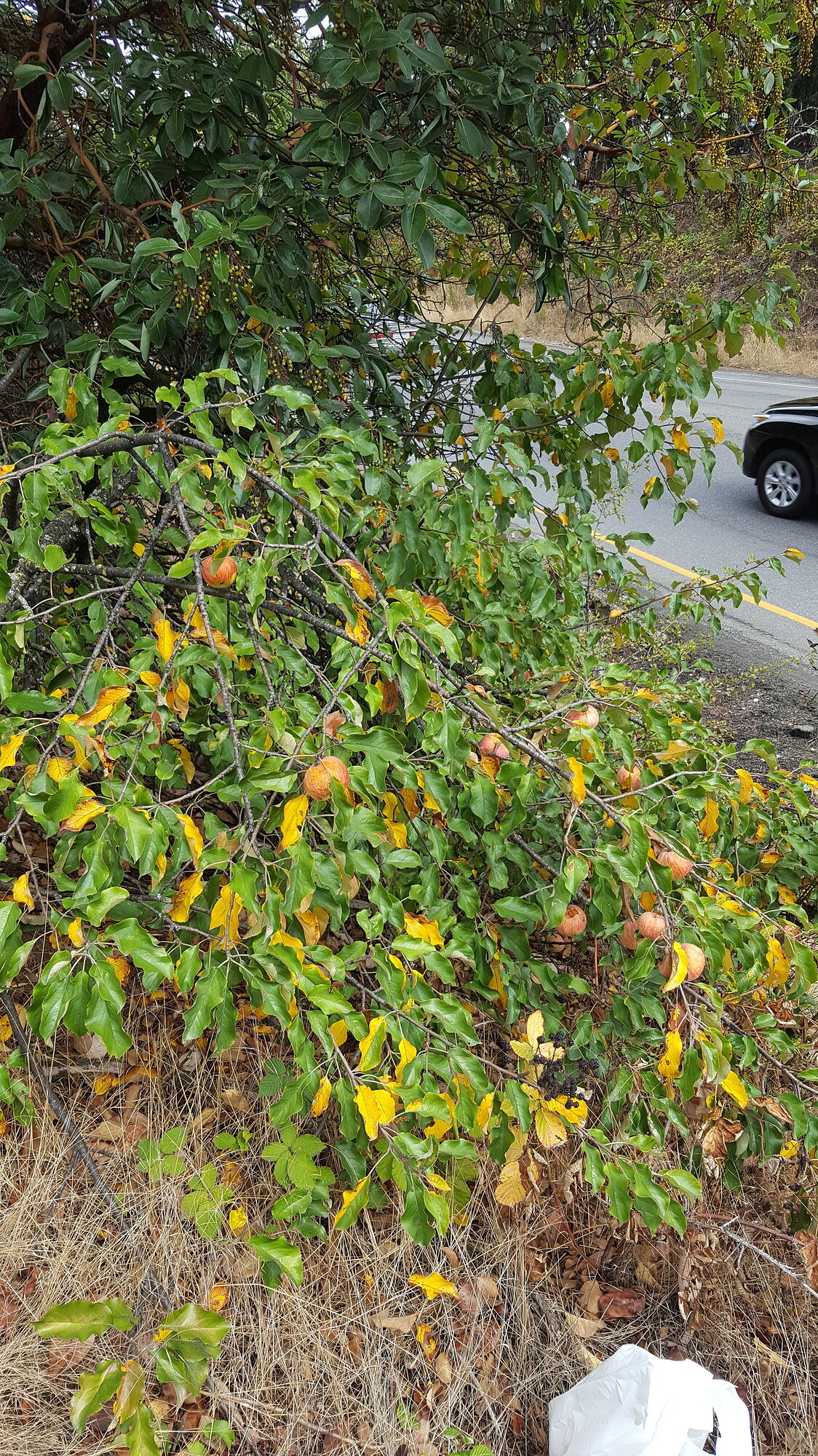 Genetic Dwarf Apples - General Fruit Growing - Growing Fruit