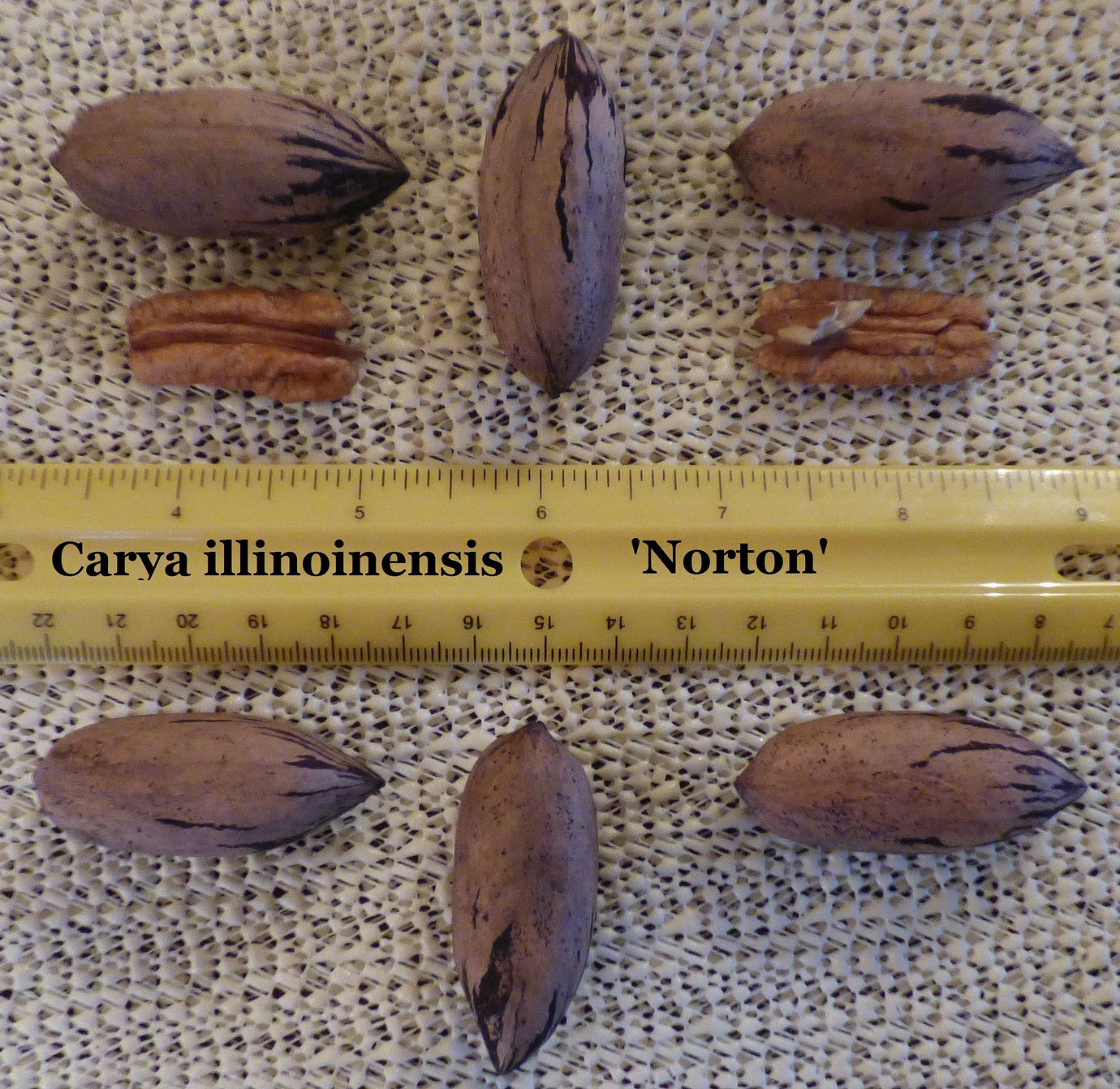 Pecan pollination chart - General Fruit Growing - Growing Fruit