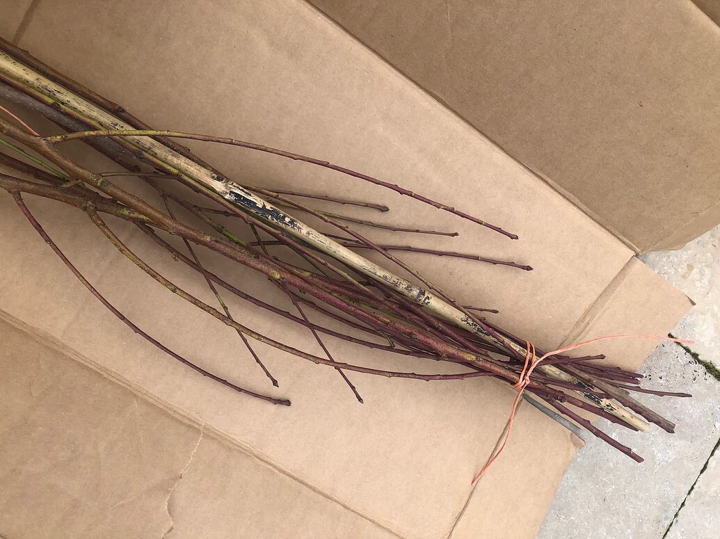 Ison's bare root - General Fruit Growing - Growing Fruit