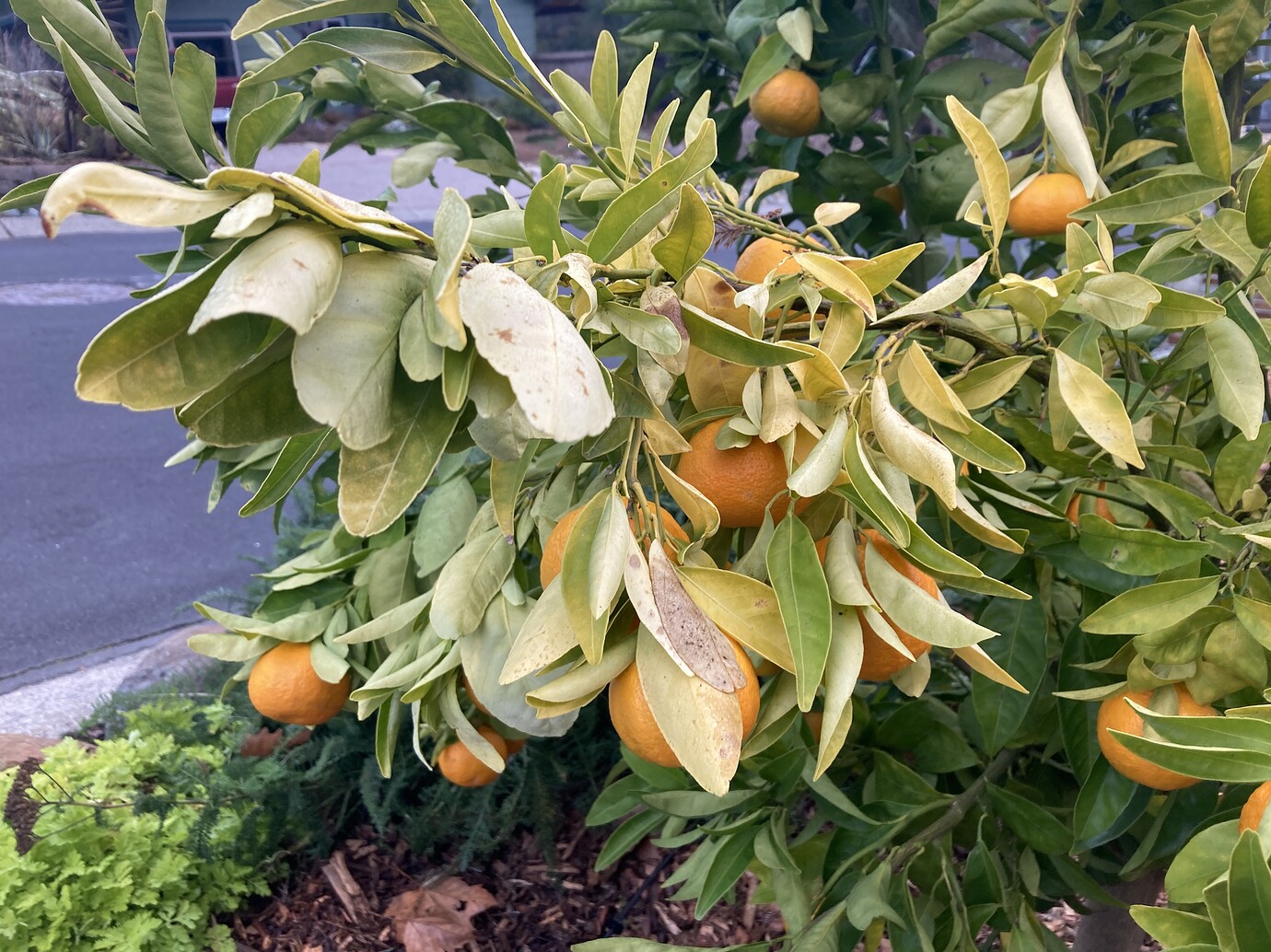 15 Gallon Gold Nugget Mandarin has been planted : ) - Pictures ...