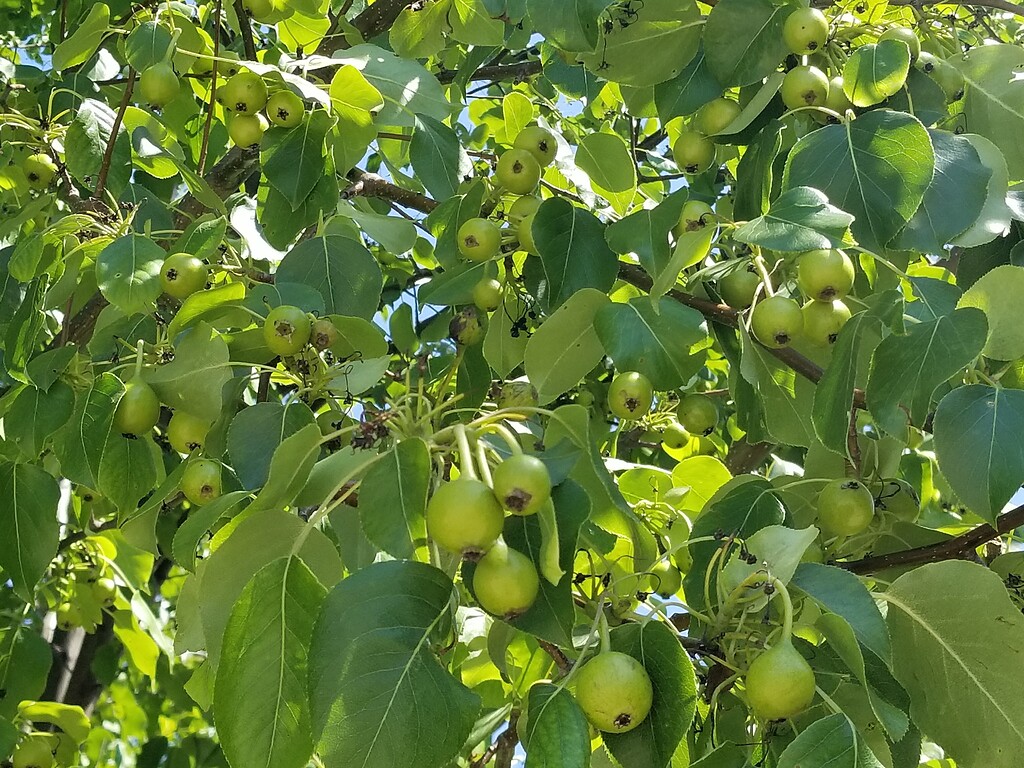 It is time to thin out my Pai Li Asian 🍐 - General Fruit Growing ...