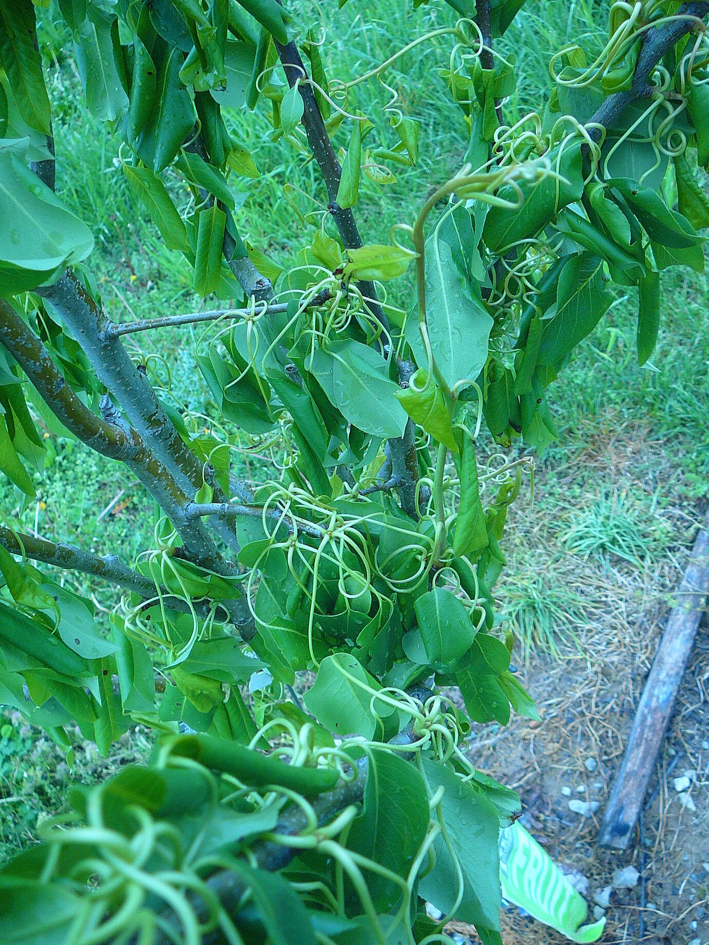My very strange pears - General Fruit Growing - Growing Fruit