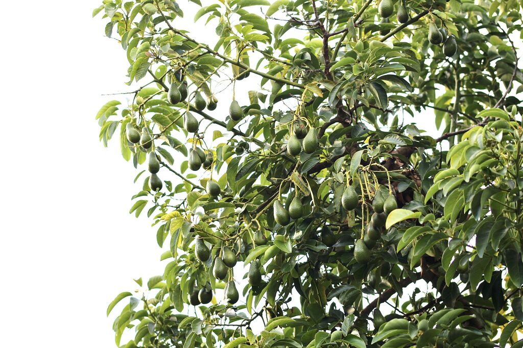 Fruiting avocado tree in London, England - General Fruit Growing ...