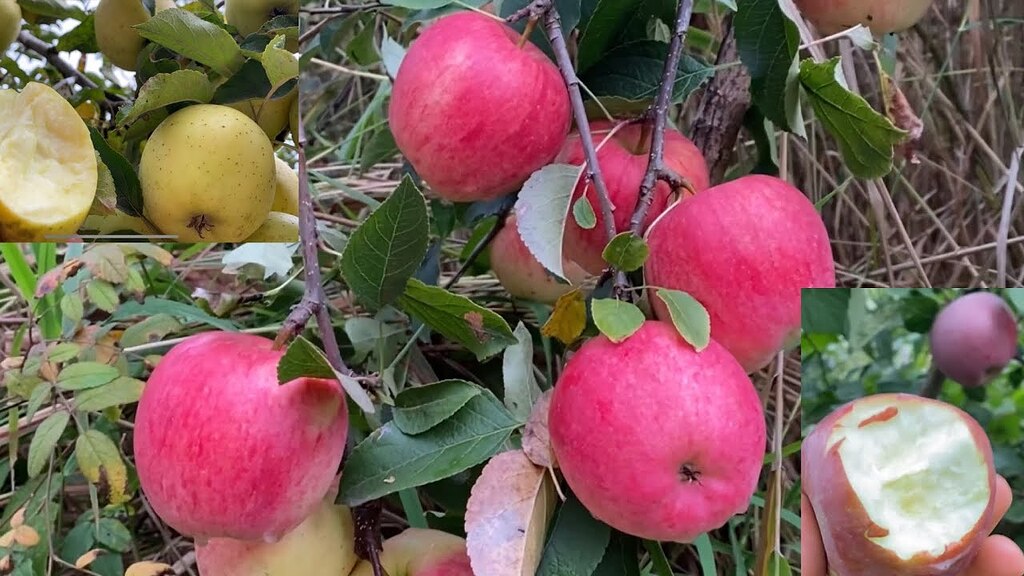 Bella "Rebella" Apple - General Fruit Growing - Growing Fruit