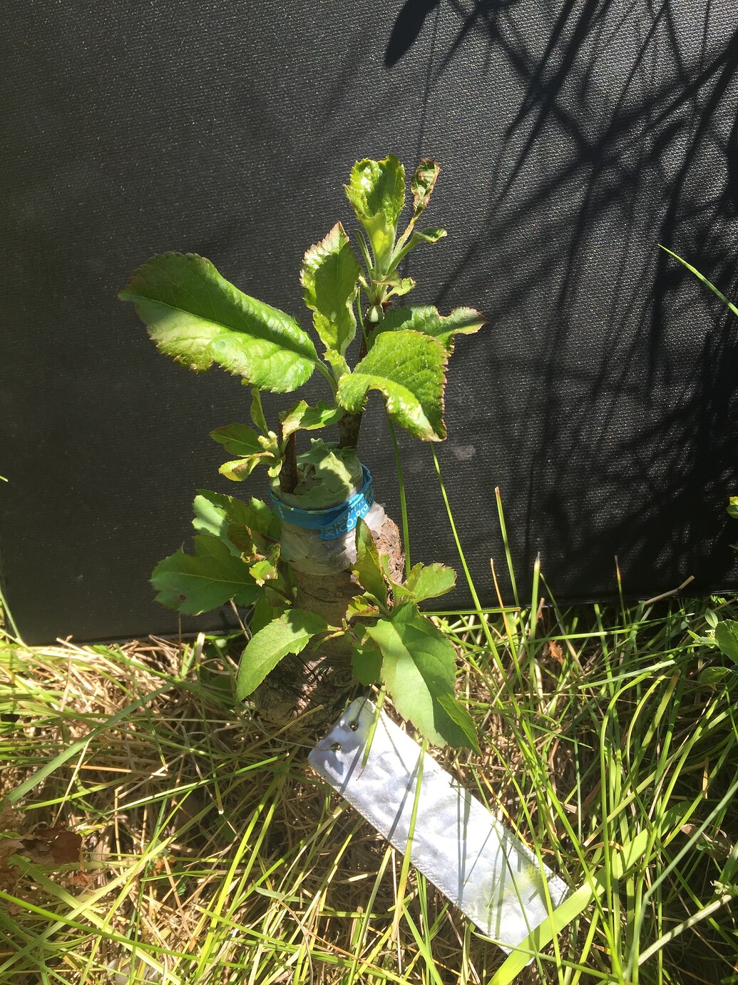 'Colorado Orange' Apple - General Fruit Growing - Growing Fruit