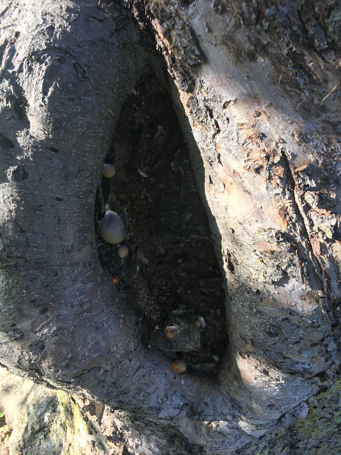 Apple tree dying - General Fruit Growing - Growing Fruit