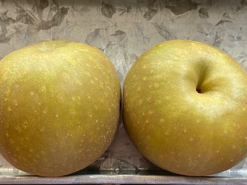 Apples Apples Apples 2024 - General Fruit Growing - Growing Fruit