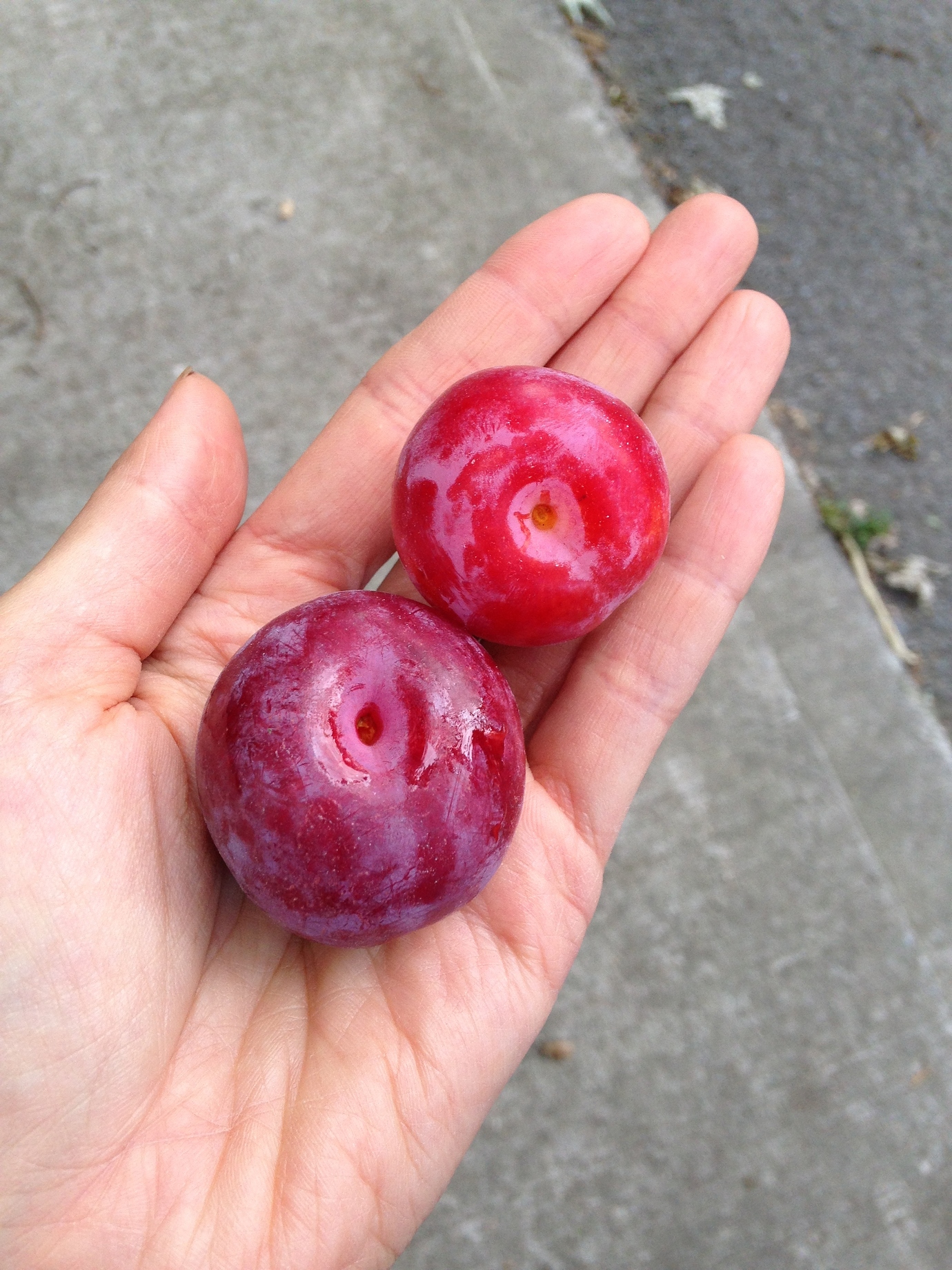 Toka-bubblegum plum - General Fruit Growing - Growing Fruit