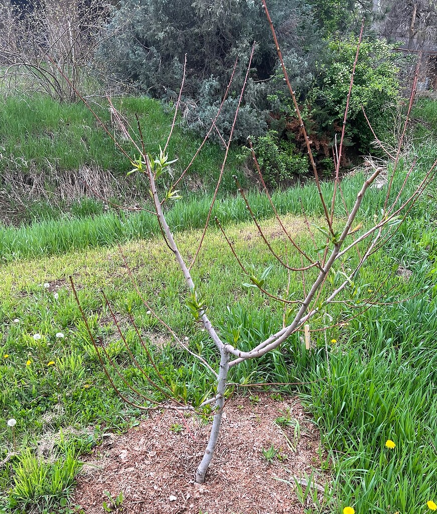 Cold damaged peach and plum trees - what to do next? - General Fruit ...