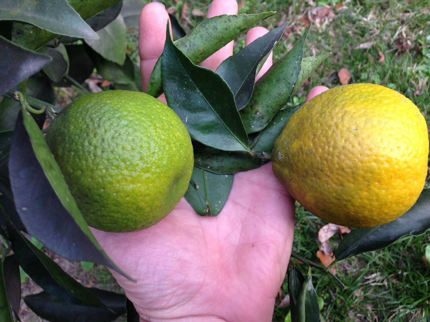 All Things Cold Hardy Citrus, news, thoughts and evaluations - General ...
