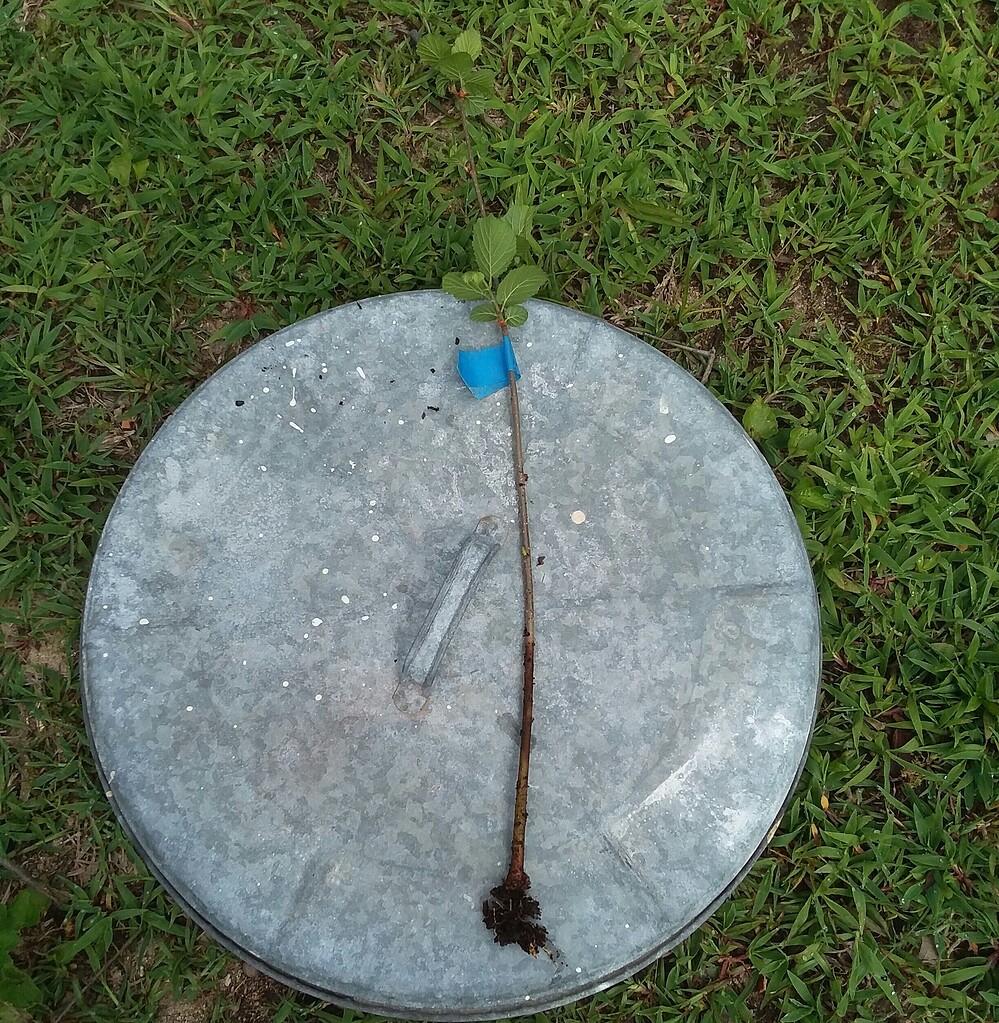 Hazel/Filberts 2021 - General Fruit Growing - Growing Fruit