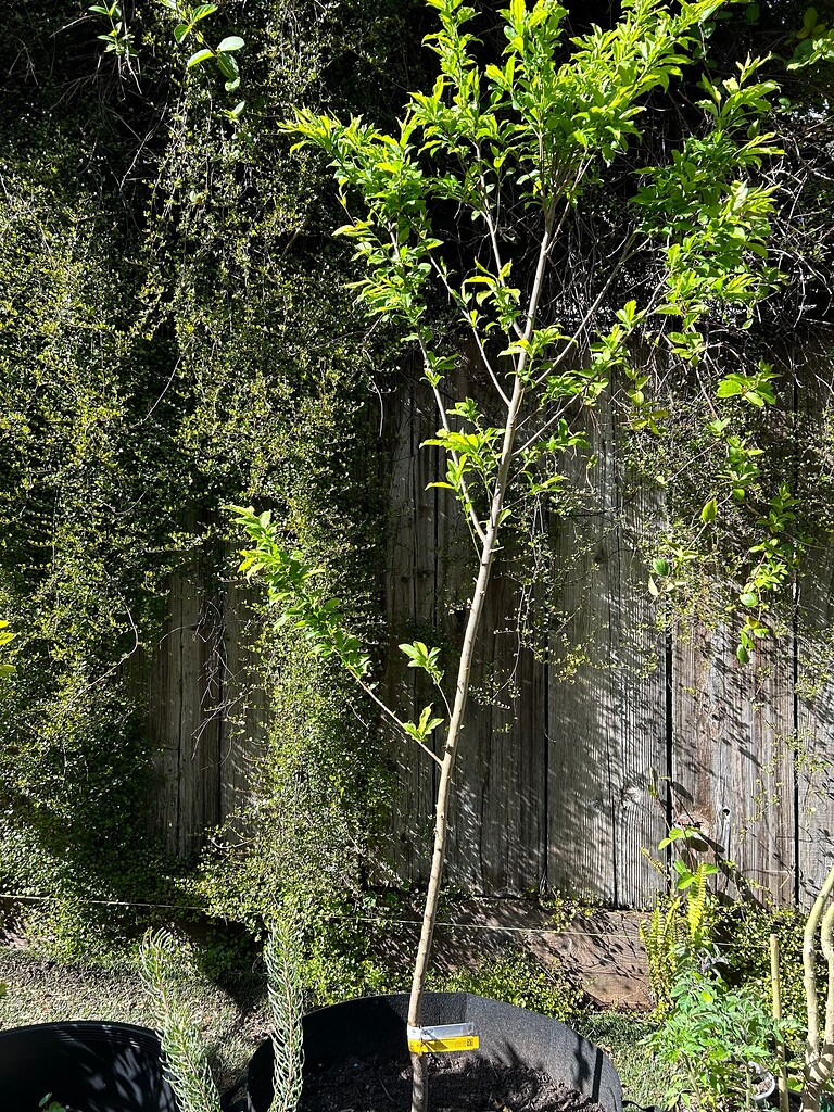 Pruning first year Pluerry - General Fruit Growing - Growing Fruit