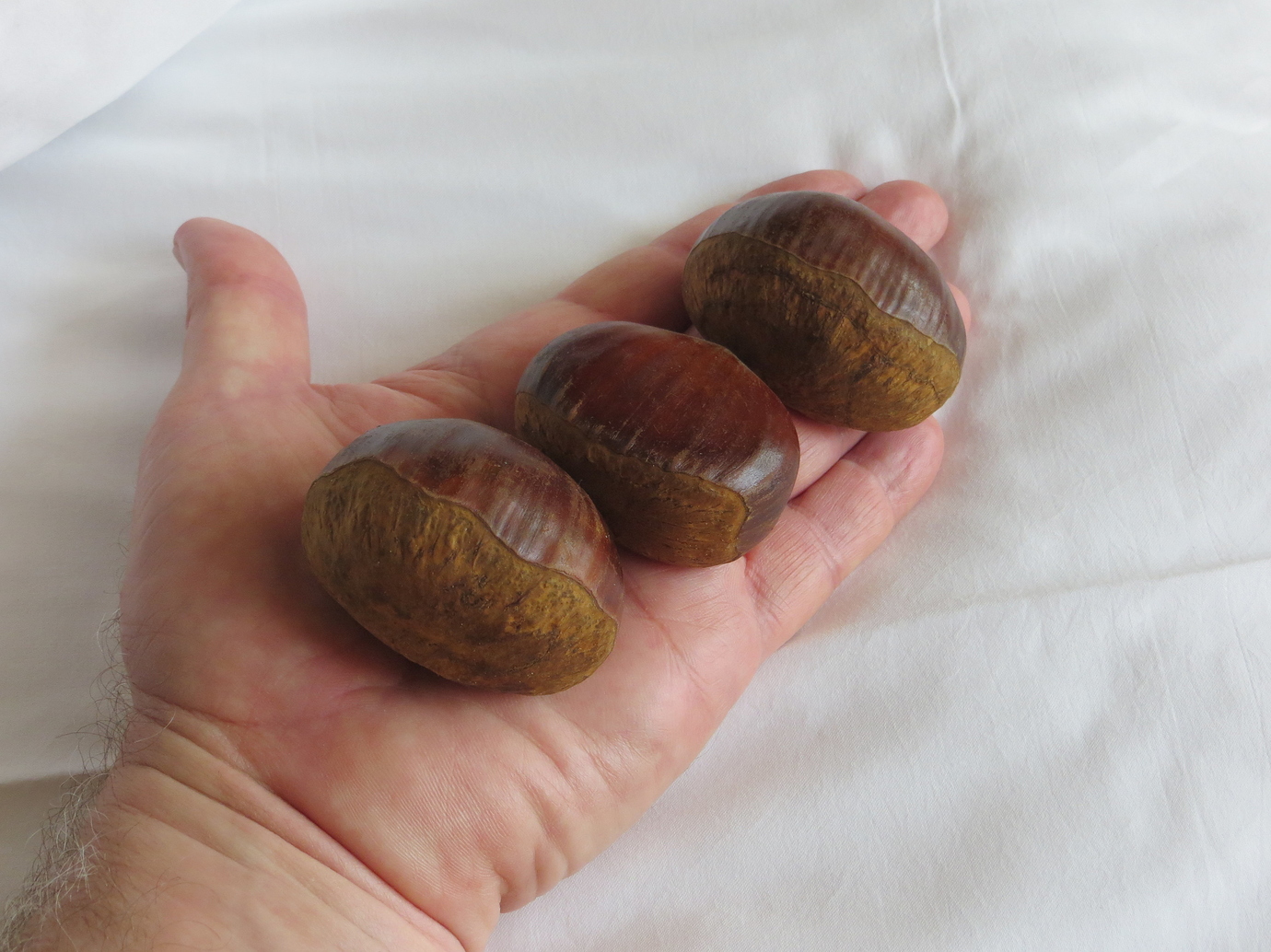 Giant Chestnuts - General Fruit Growing - Growing Fruit