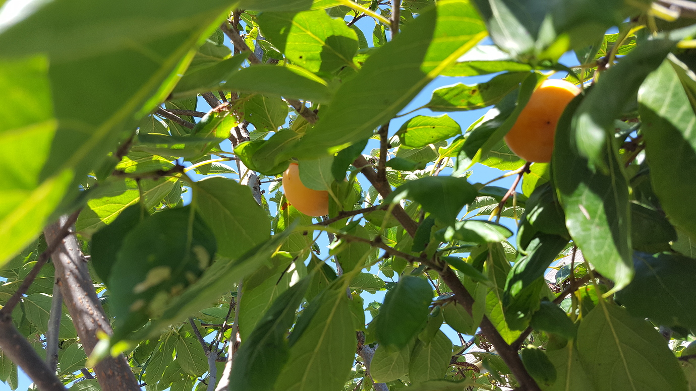Prok and Yates American persimmons - General Fruit Growing - Growing Fruit