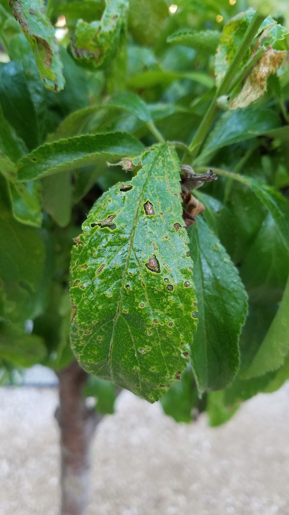 Italian Plum Tree - bugs - General Fruit Growing - Growing Fruit