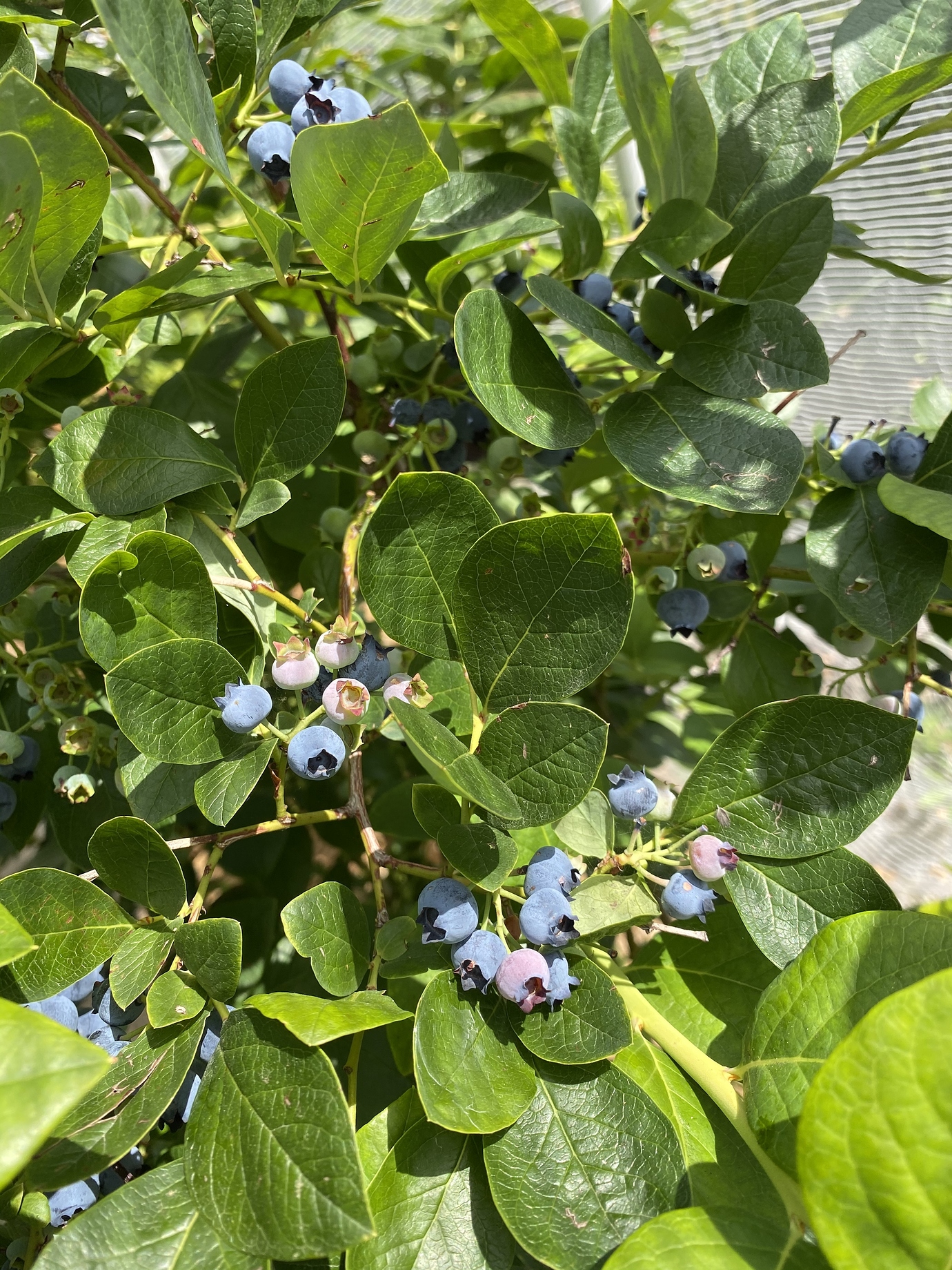 Blueberry raisins - General Fruit Growing - Growing Fruit