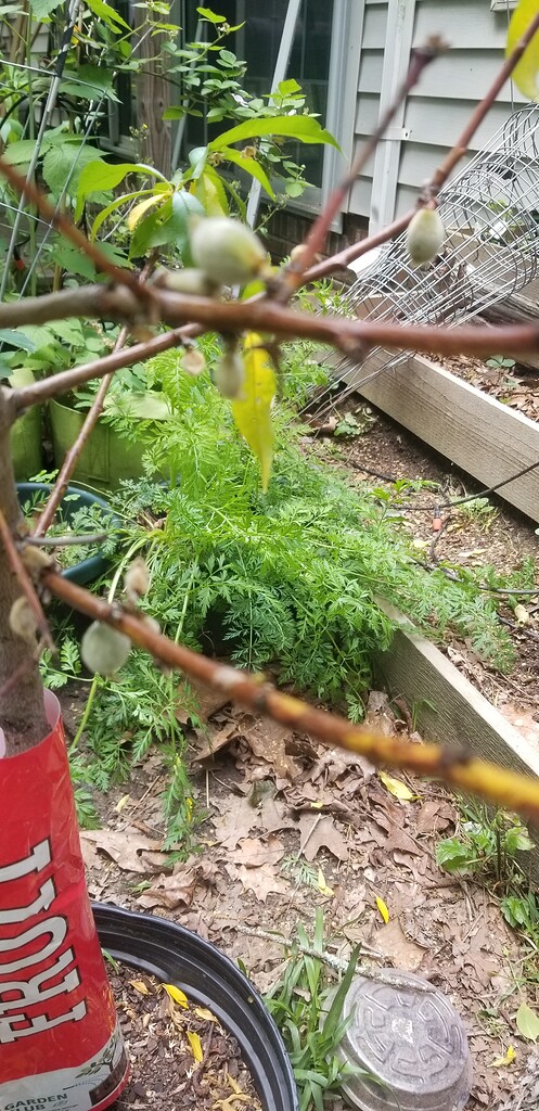 Peach tree, branch death - General Fruit Growing - Growing Fruit