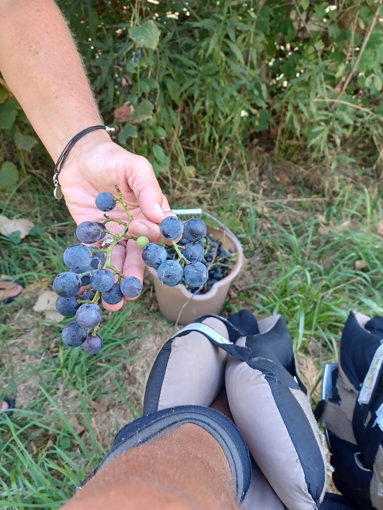 Where can I purchase grape rootstock online? And help with rootstock ...